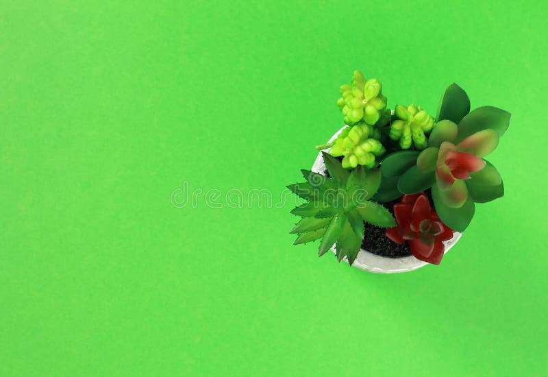 Top View of the Pot of Succulents on Green Surface Stock Photo - Image ...