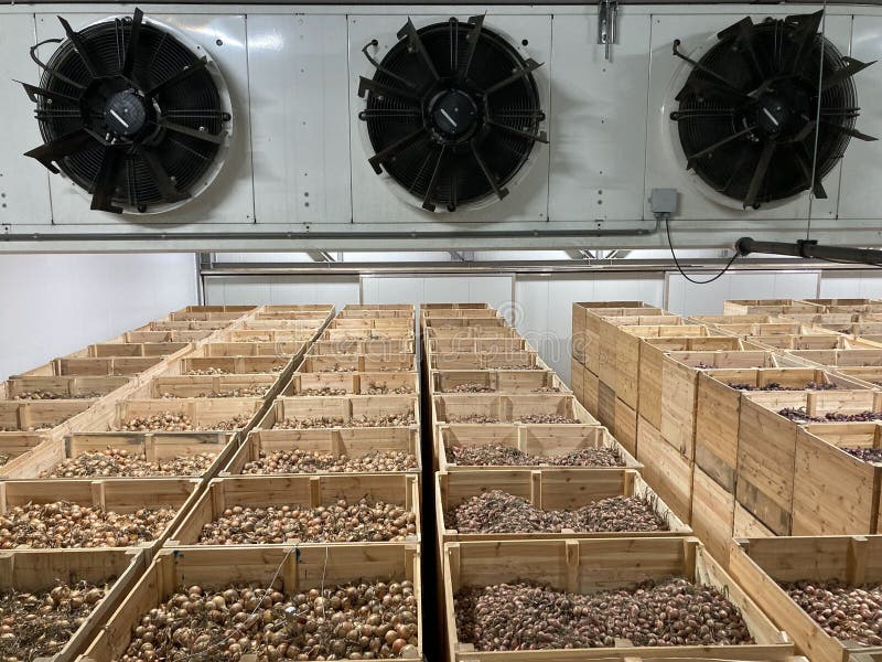 Top View of a Potato Storage. Refrigeration Equipment. Ventilation ...