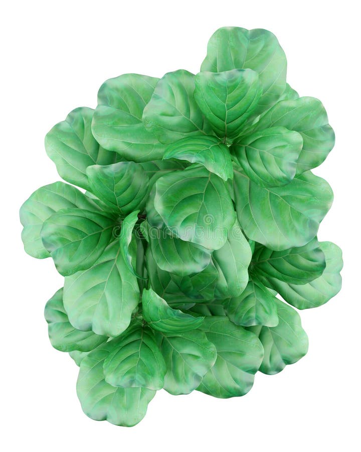 Top View of Potted Ficus Plant Isolated on White Stock Illustration ...