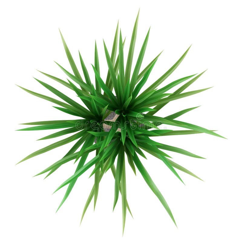 Top View of Potted Palm Tree Isolated on White Stock Illustration ...