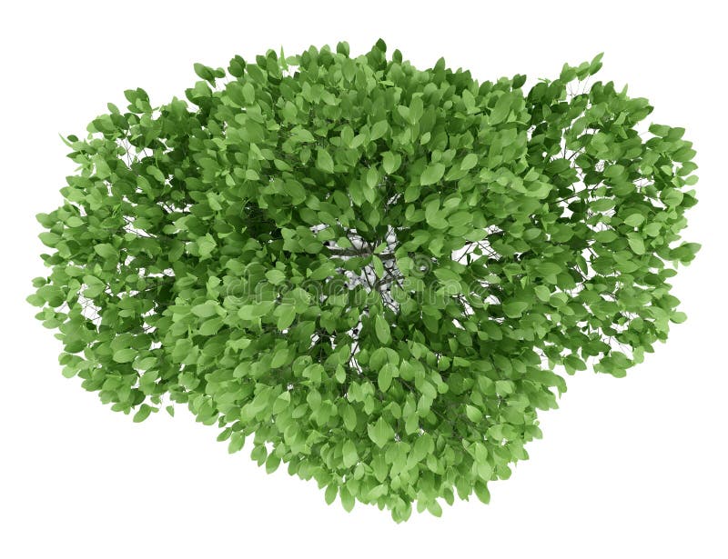 Top View of Potted Ficus Plant Isolated on White Stock Illustration ...