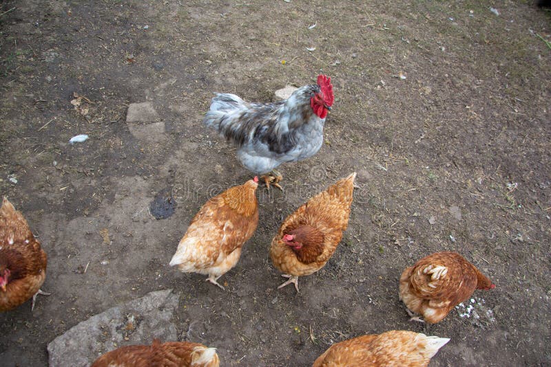Top View of the Poultry a and Hens Walking on Farm Stock Image - Image ...