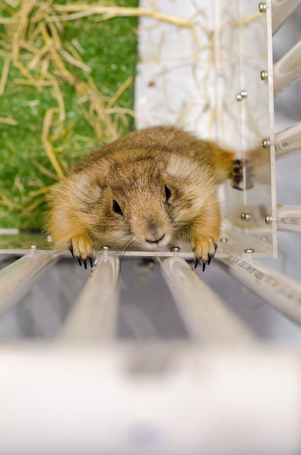 Prairie Dog in a cage. stock photo. Image of prairie - 99411992