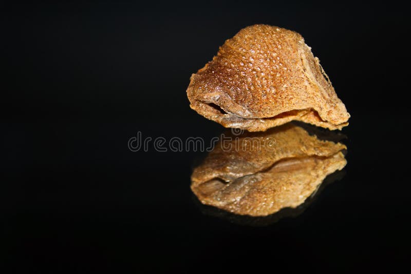 The Top View of a Praying Mantis Ootheca with a Mirrored Reflection ...