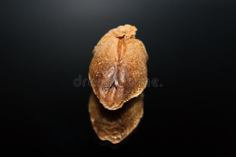 Praying mantis stock image. Image of predator, alive - 34413903