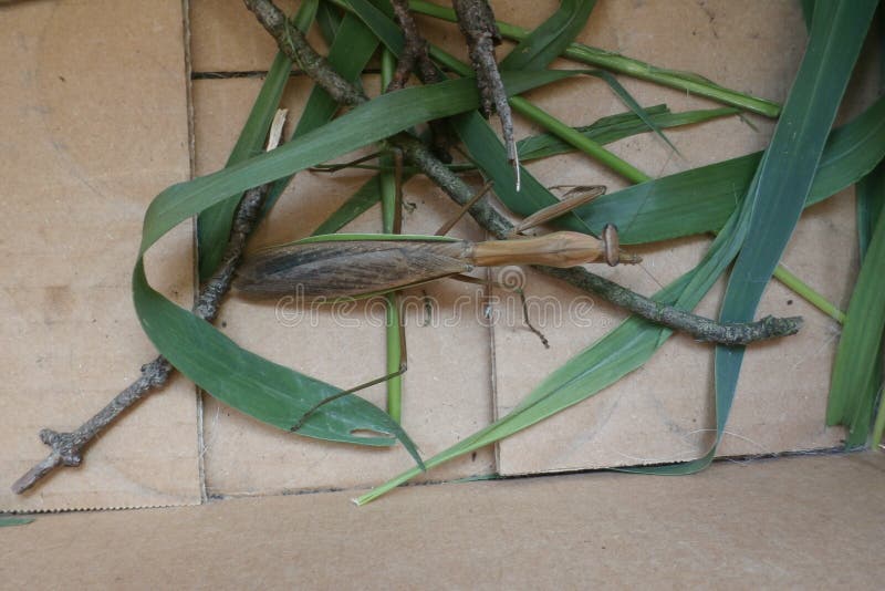 Top View of a Praying Mantis Stock Photo - Image of insect, leaf: 233121748