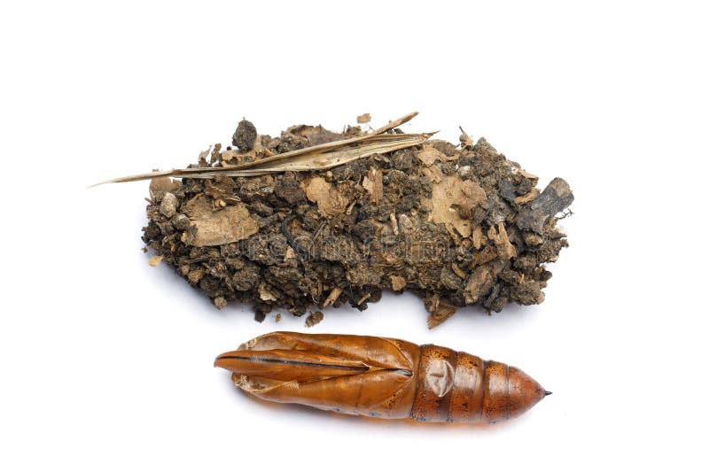 Top View of Pupa Cocoon and House of Oleander Hawk Moth or Daphnis ...