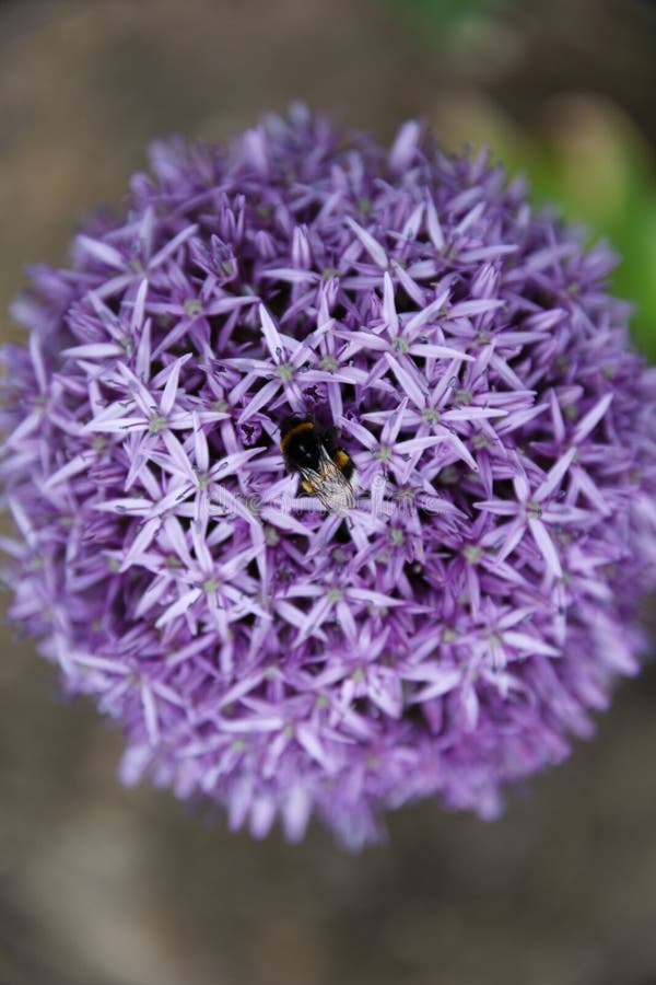 Top View of a Purple Allium Flower Stock Photo - Image of beautiful ...
