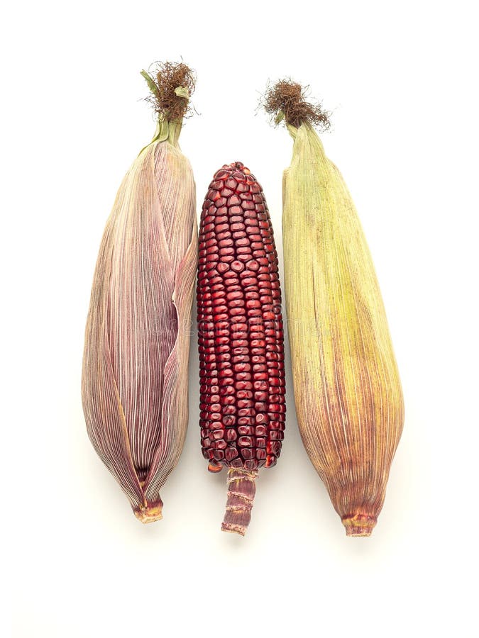 Top View of Purple Corn or Siam Ruby Queen Isolated on a White ...