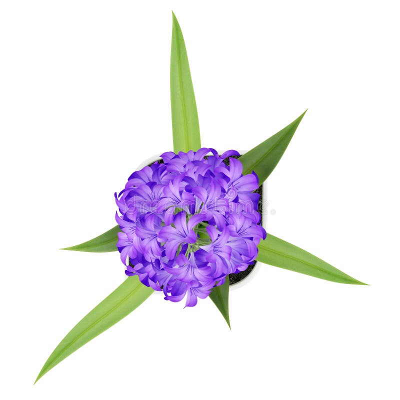 Top View of Purple Flower in Pot Isolated on White Stock Illustration ...
