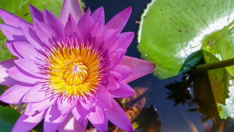 Top View Purple Lotus Flower Stock Image - Image of lotus, view: 50761787