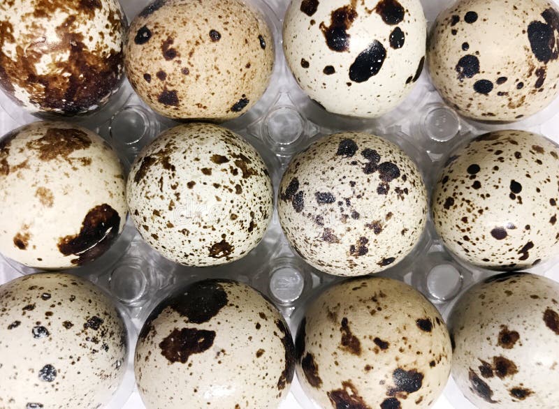 What Are The Brown Spots On Quail Eggs at Carlos Childers blog