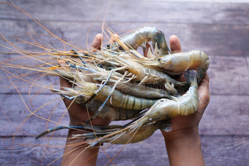 Top View of Raw King Prawn on Hand Stock Image - Image of plate, fresh ...