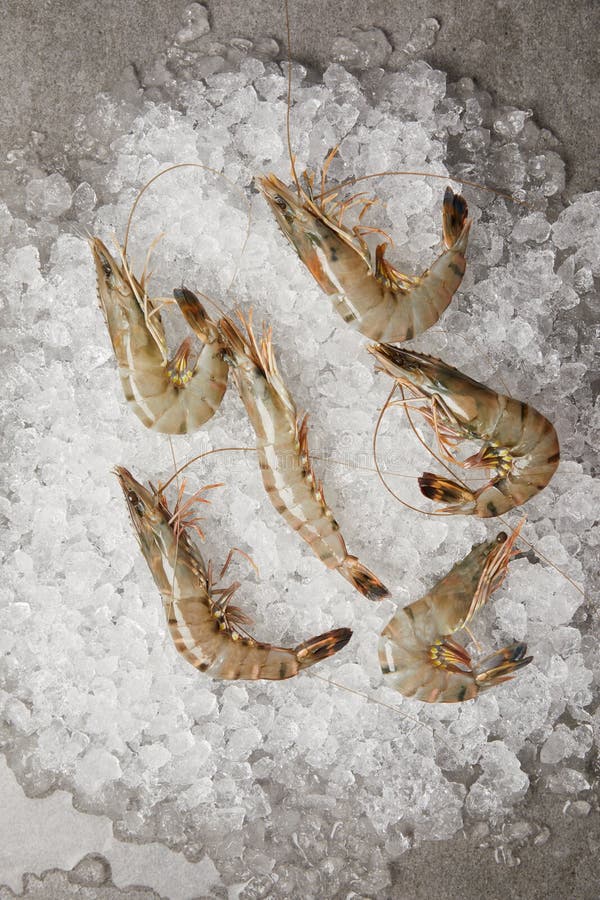 Top View of Raw Prawns on Crushed Ice Stock Photo - Image of melt ...