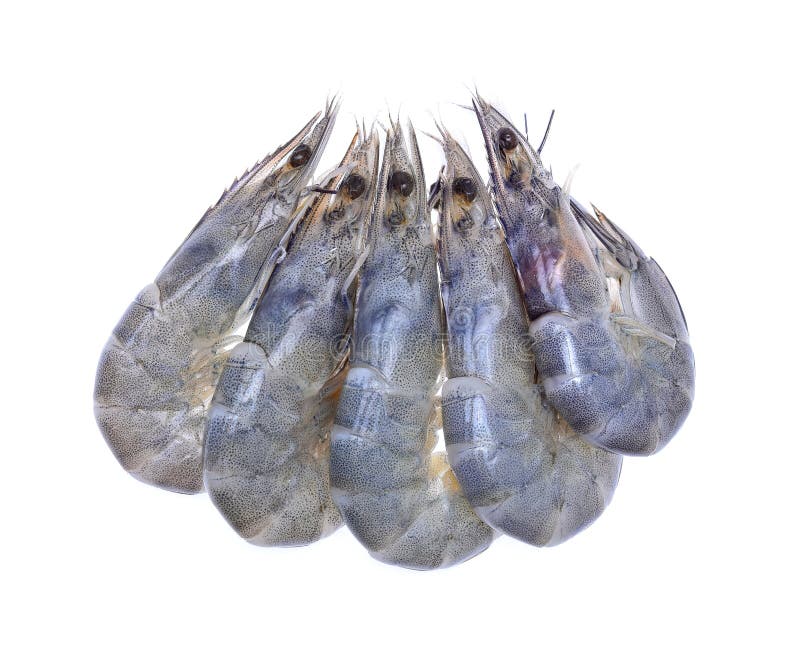 136 Prawns Alive Photos - Free & Royalty-Free Stock Photos from Dreamstime