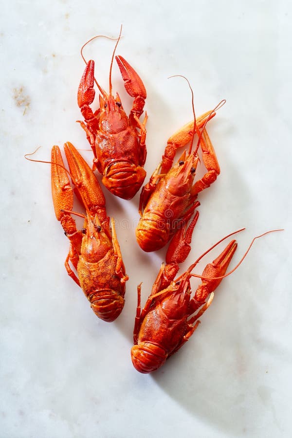 Top view of red crayfish stock photo. Image of closeup - 204275210