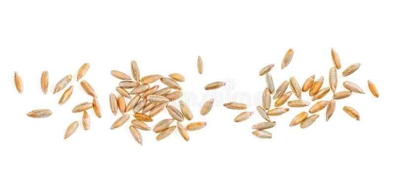 Top View of Raw Rye Grains Isolated on White Background. Organic Seeds ...