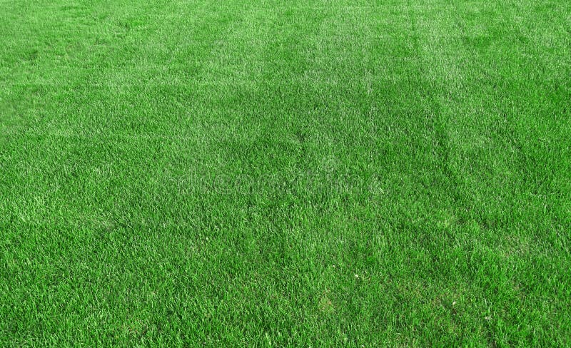 Top View of Real Green Grass Background Stock Image - Image of space ...