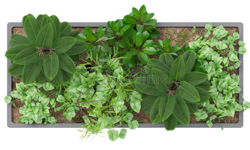 Top View of Rectangular Plant Pot Featuring Lush Green Foliage and ...