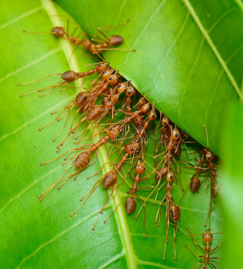 Top View of Red Ant Army are Buliding Nest Stock Image - Image of build ...