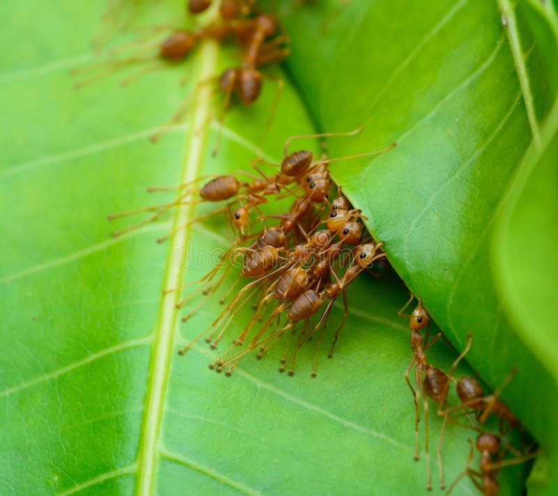 Army ant stock image. Image of protecting, henri, carnivore - 9368389