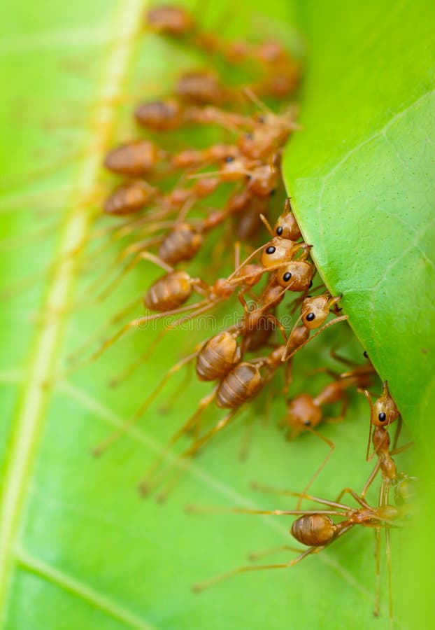 Top View of Red Ant Army are Buliding Nest Stock Image - Image of build ...