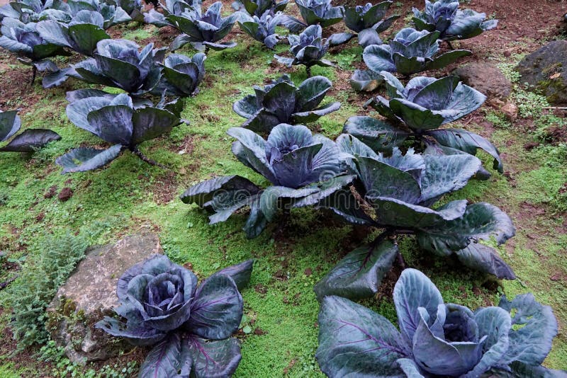 Top View of Red Cabbage Field Stock Image - Image of dish, grocery ...