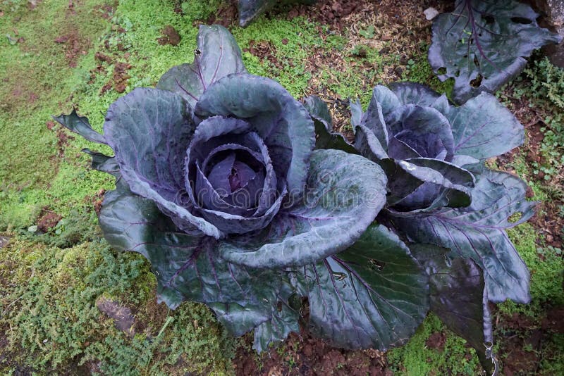 Top View of Red Cabbage Field Stock Photo - Image of agriculture, fresh ...