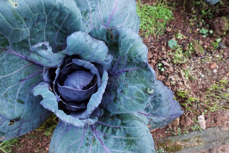Top View of Red Cabbage Field Stock Image - Image of ingredient ...