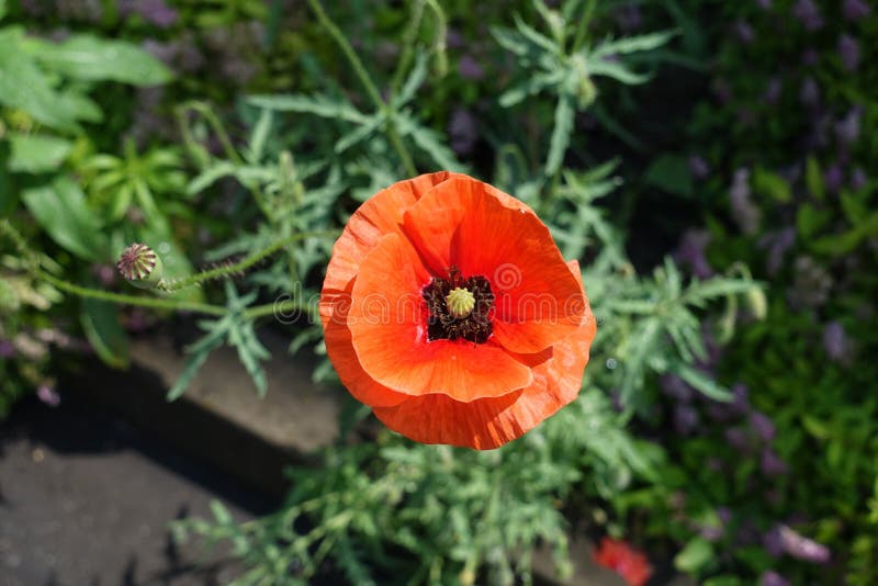 Top View of Red Flower of Poppy in June Stock Image - Image of greenery ...