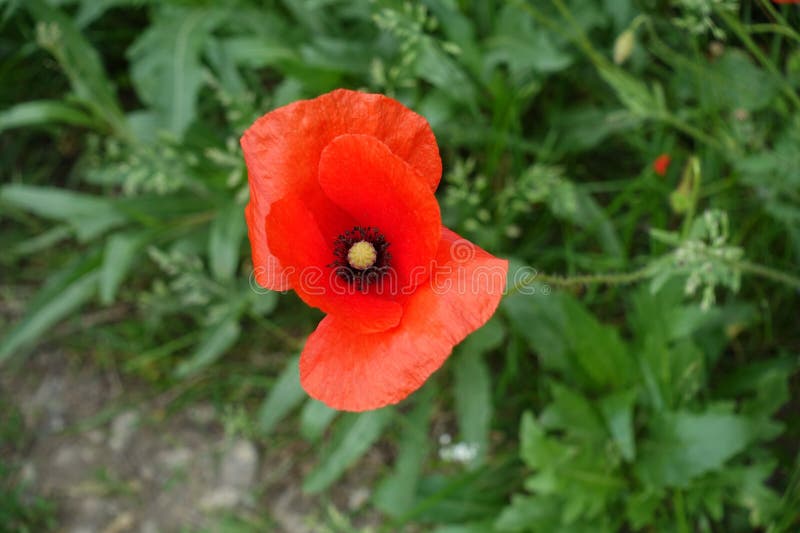 Top View of Red Flower of Common Poppy Stock Image - Image of ...