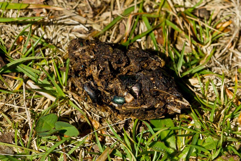 Op View of Red Fox Excrement on the Ground Stock Photo - Image of ...