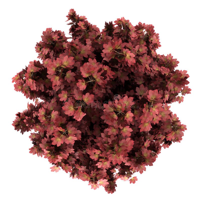 Top View of Red Maple Tree Isolated on White Stock Illustration ...