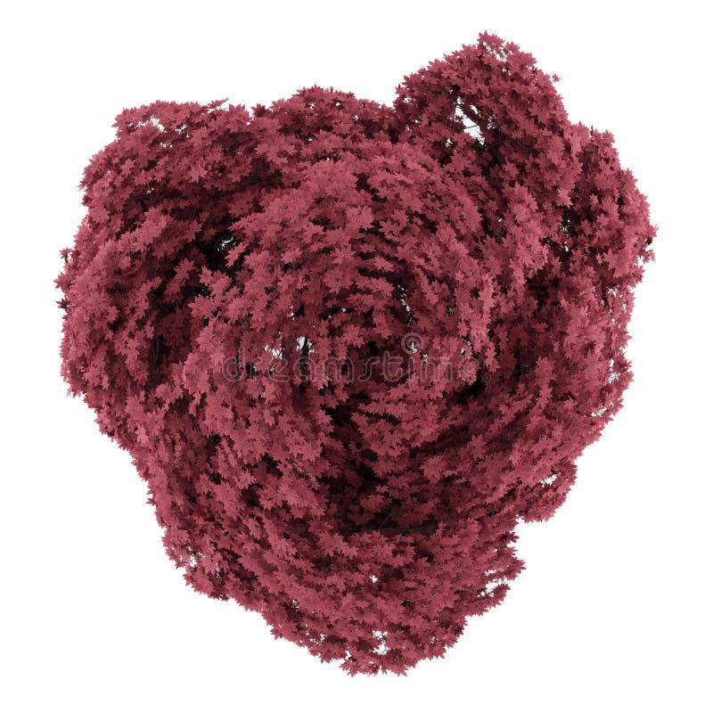 Top View of Red Maple Tree Isolated on White Stock Illustration ...