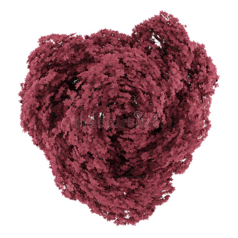 Maple Tree Top View Stock Illustrations – 4,293 Maple Tree Top View ...