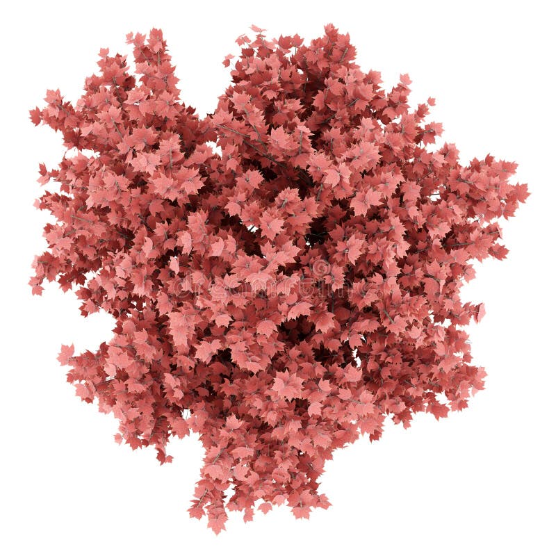 Top View of Red Maple Tree Isolated on White Stock Illustration ...