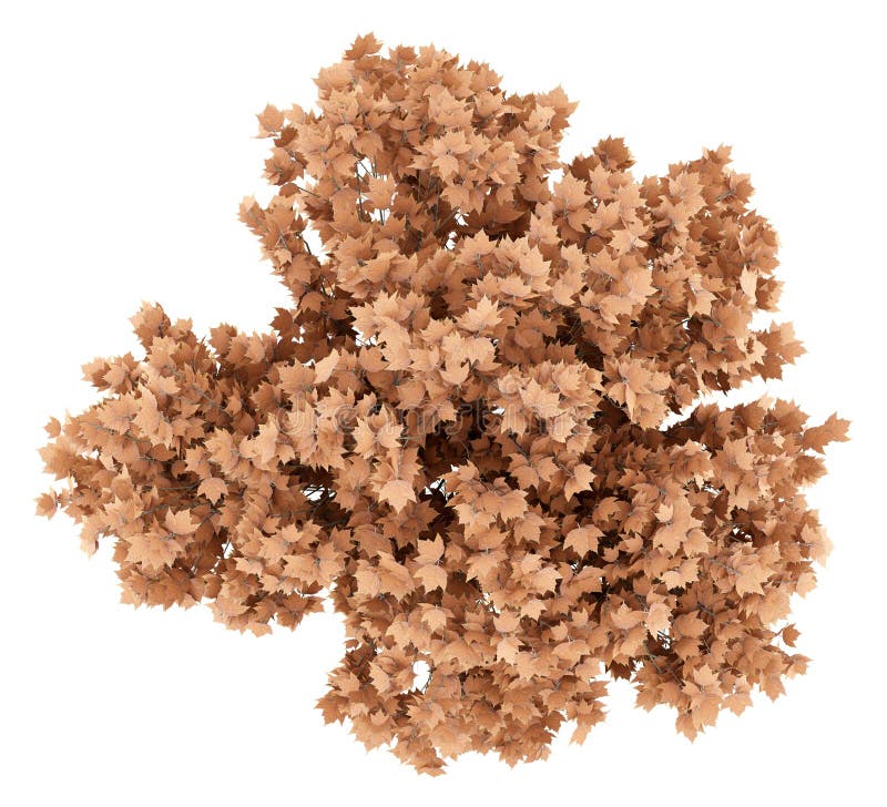 Top View of Red Maple Tree Isolated on White Stock Image - Image of ...