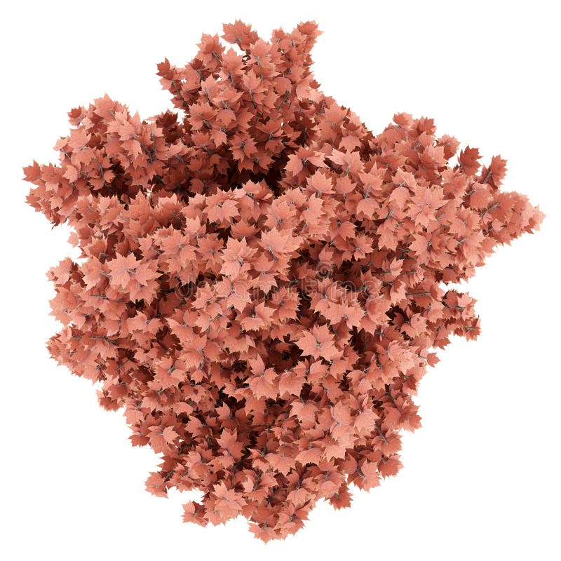 Top View of Red Maple Tree Isolated on White Stock Illustration ...