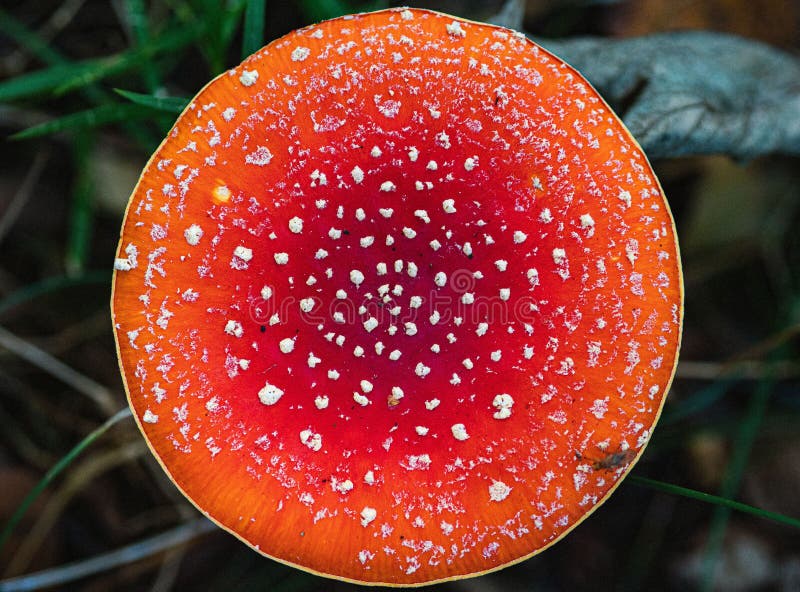 Top View of a Red Mushroom Growing in Green Grass Stock Image - Image ...