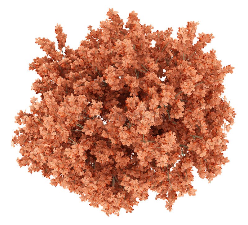 Top View of Red Oak Tree Isolated on White Stock Illustration ...