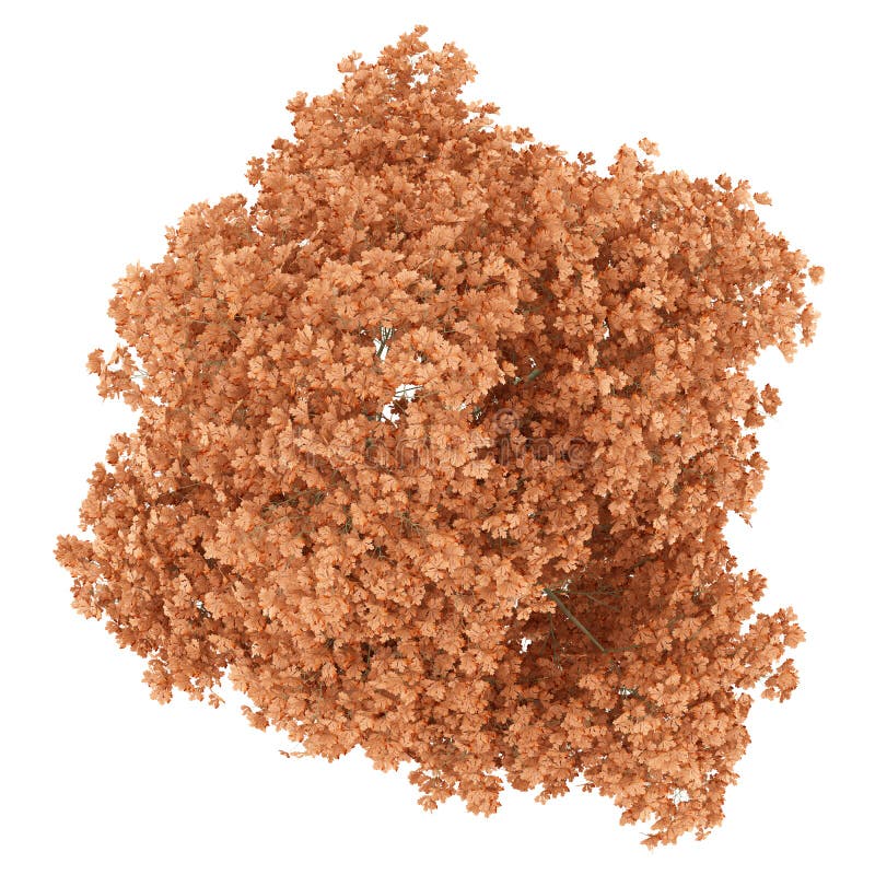 Top View of Red Oak Tree Isolated on White Stock Illustration ...