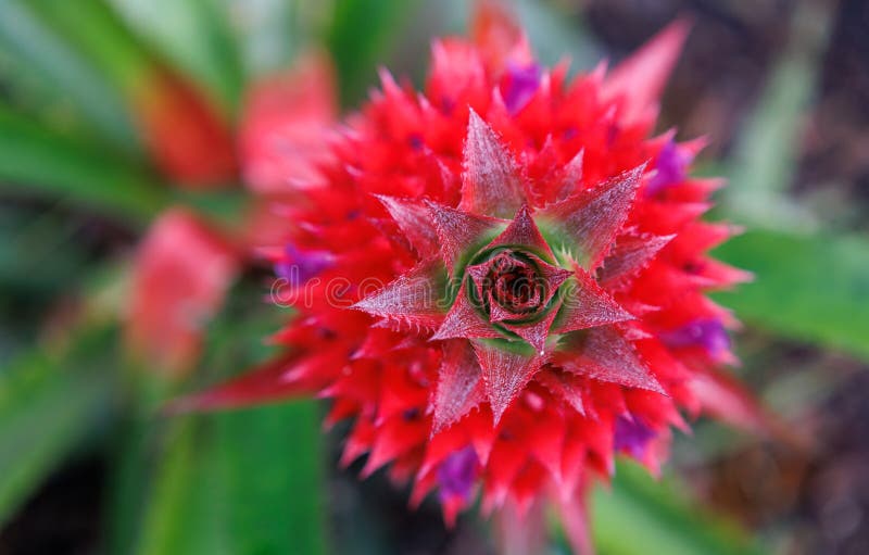 Top View of a Red Pineapple Stock Image - Image of plant, exotic: 259584393