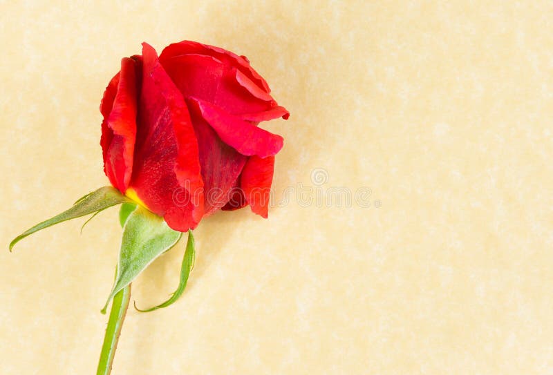 Top of View of Red Rose on Parchment Paper Background with Space for ...