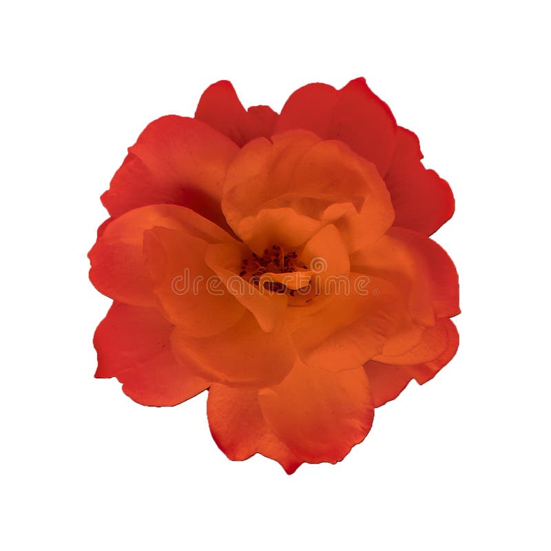 Top View Red Rose Photo stock image. Image of botanical - 69481095
