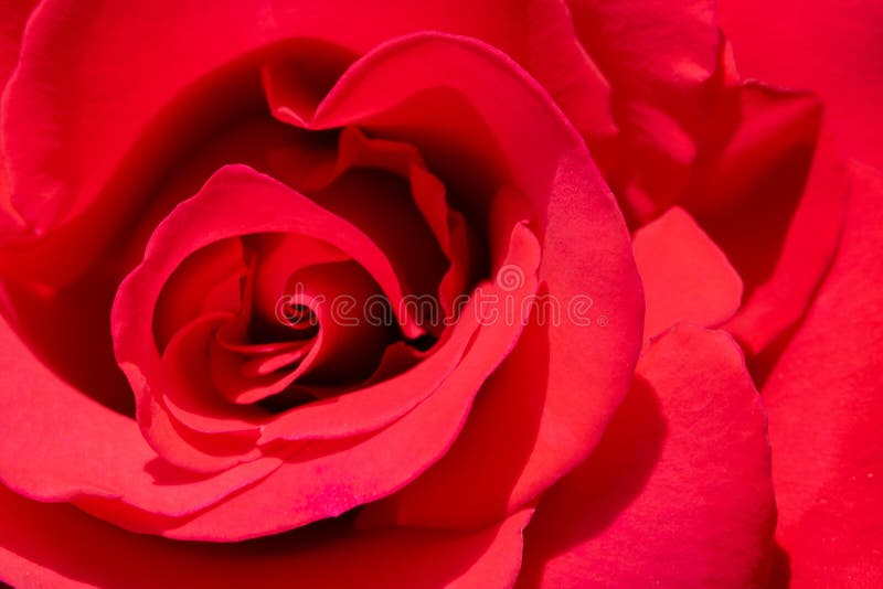 Top View - Red Rose in the Sun Stock Image - Image of holiday ...