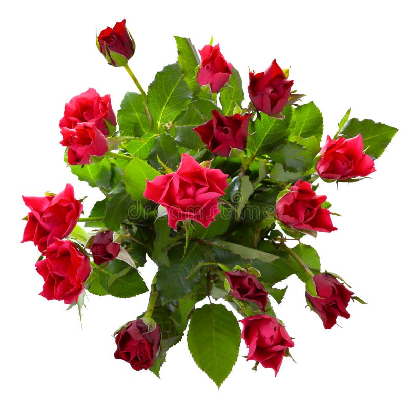 Top View of Red Roses Bouquet Stock Photo - Image of nature, passion ...