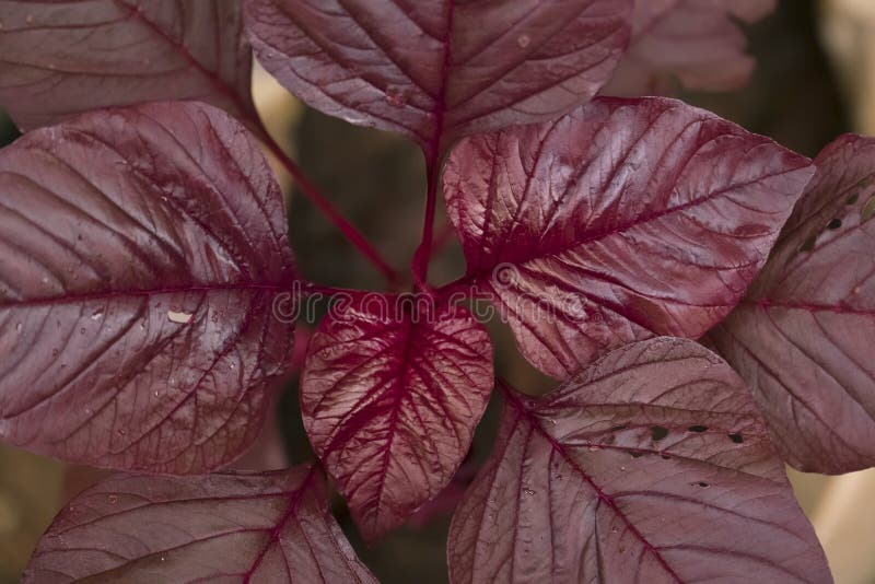 Top View of Red Spinach in Farm Stock Photo - Image of white, isolated ...