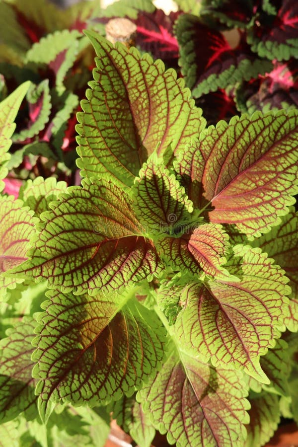 Red-veined Coleus stock photo. Image of beautiful, plants - 287694842