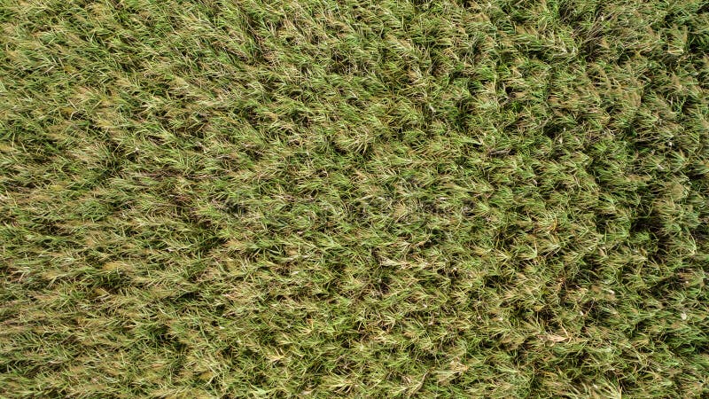 Top View of a Reed Covered Meadow Creating Background Structure. Stock ...