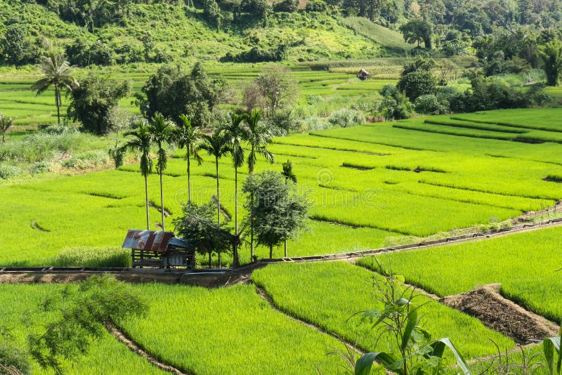 Top View of Rice Field with a Hut in the Middle. Stock Image - Image of ...